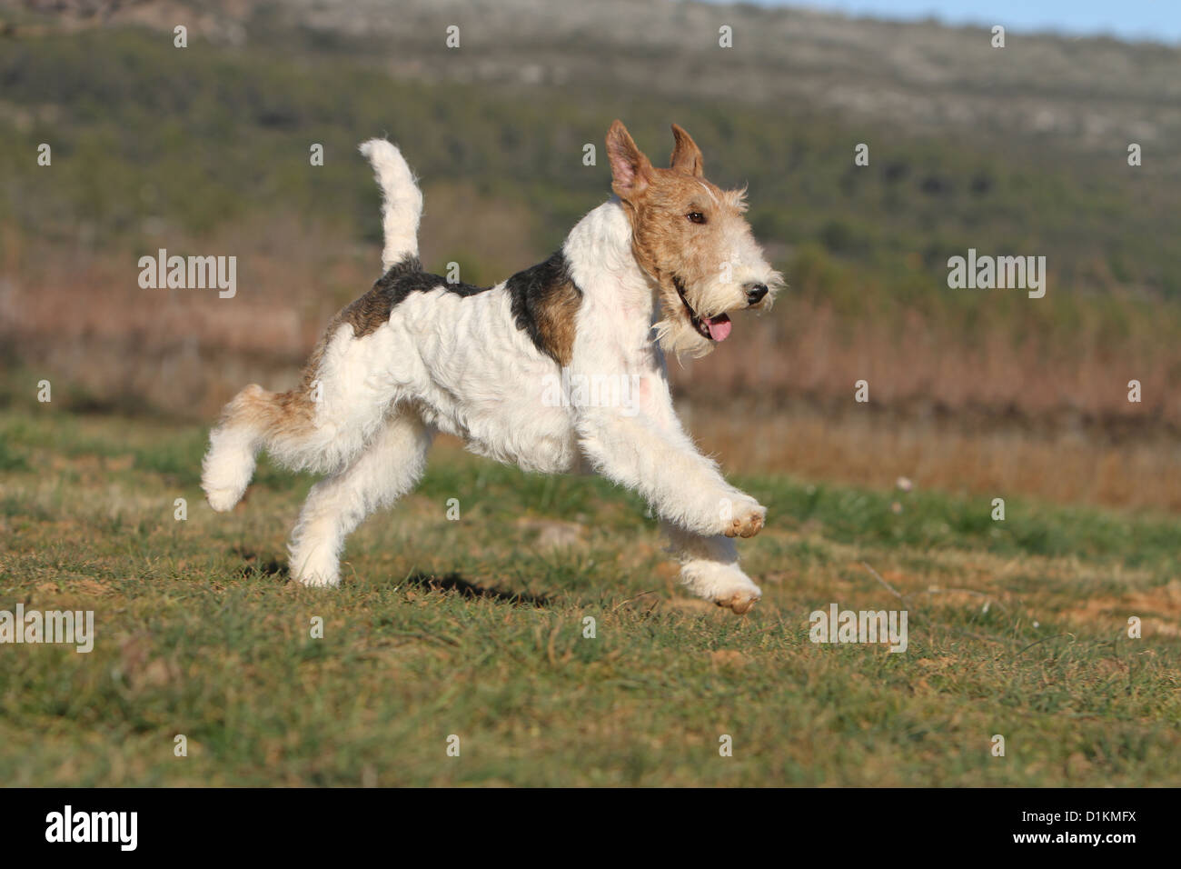 Fox terrier dog running hi-res stock photography and images - Alamy
