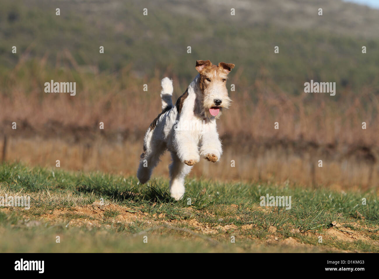 Dog Wire Fox Terrier adult running Stock Photo - Alamy