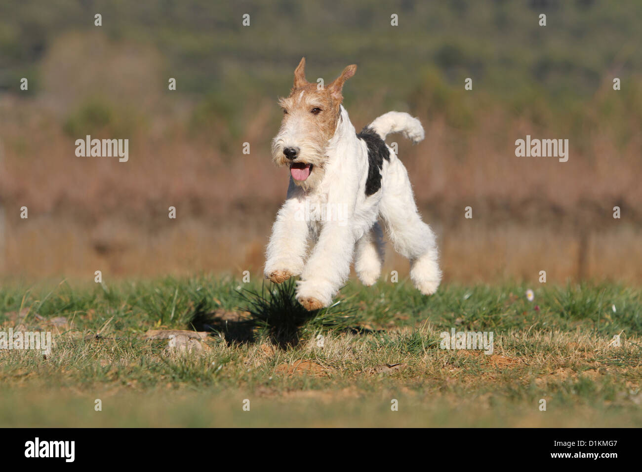 Fox terrier dog running hi-res stock photography and images - Alamy