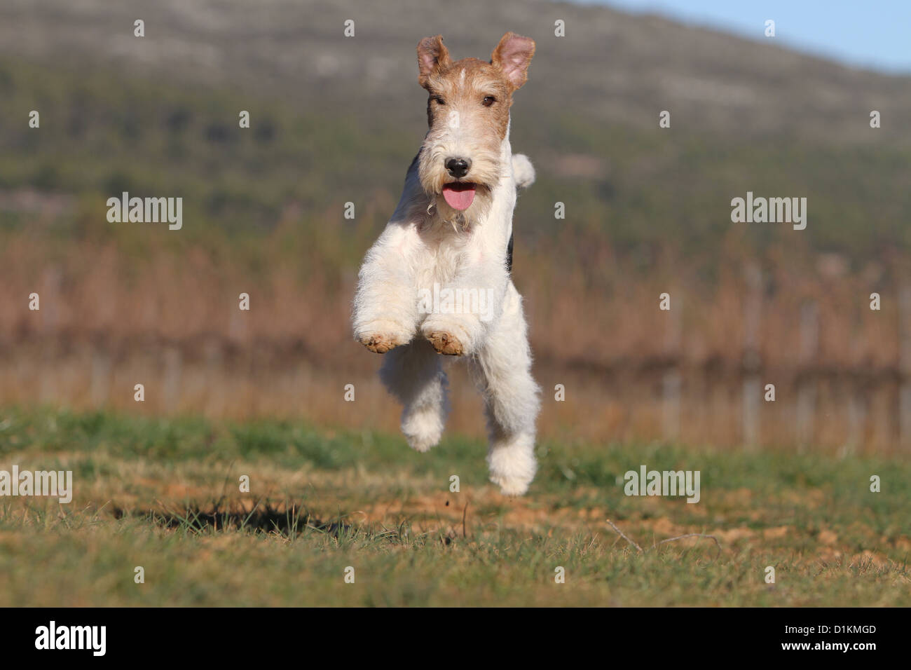 Dog Wire Fox Terrier adult running Stock Photo - Alamy