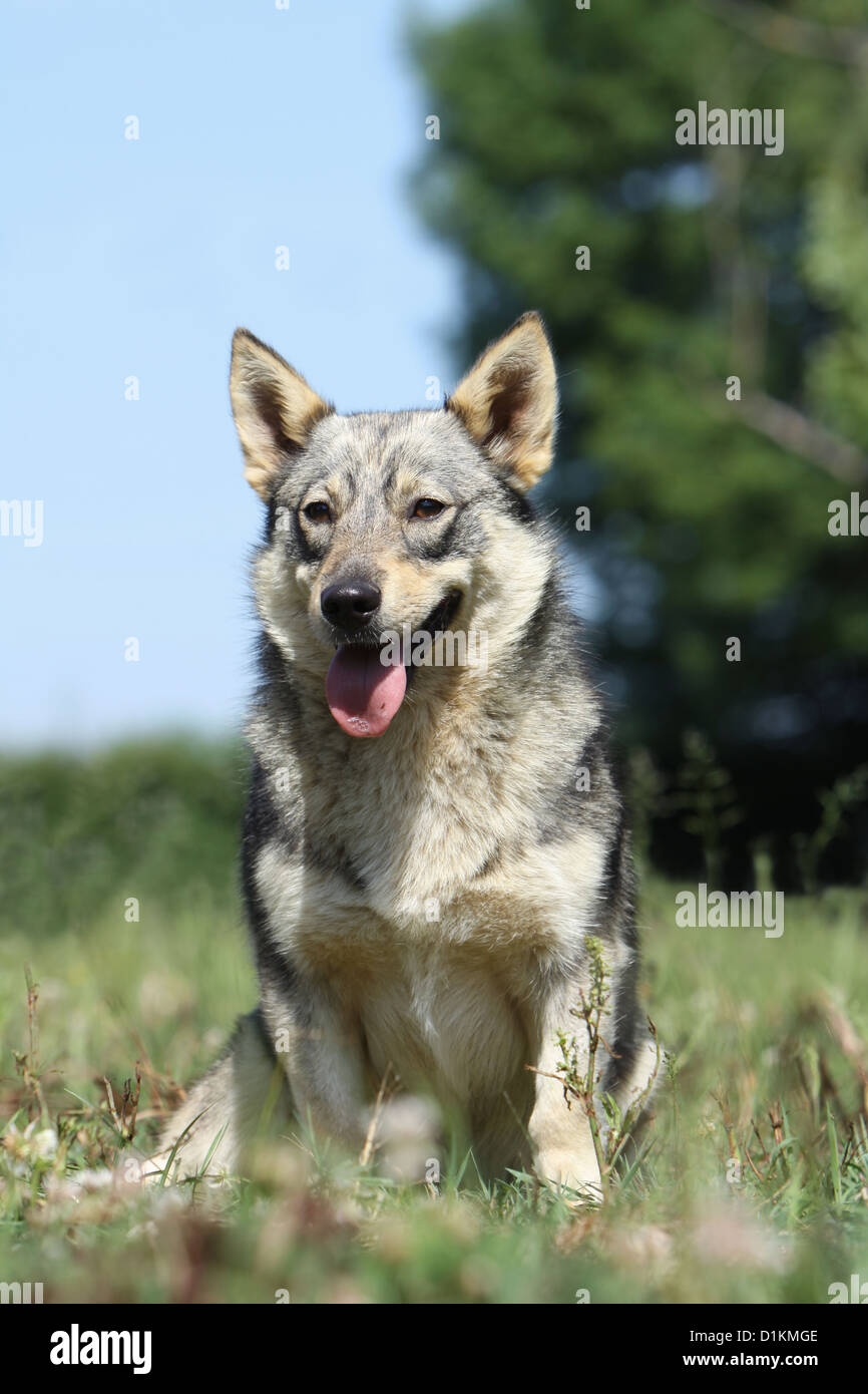 Viking dog hi-res stock photography and images - Alamy