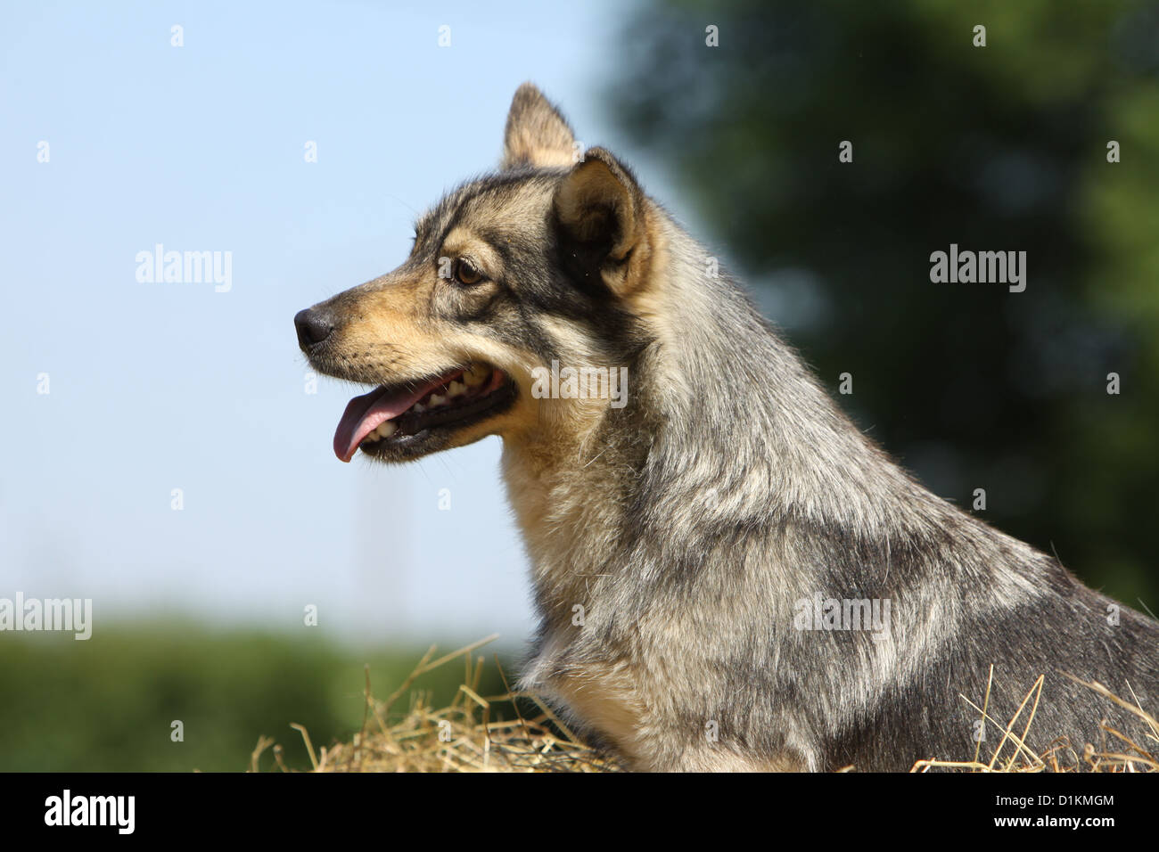 Viking dog hi-res stock photography and images - Alamy