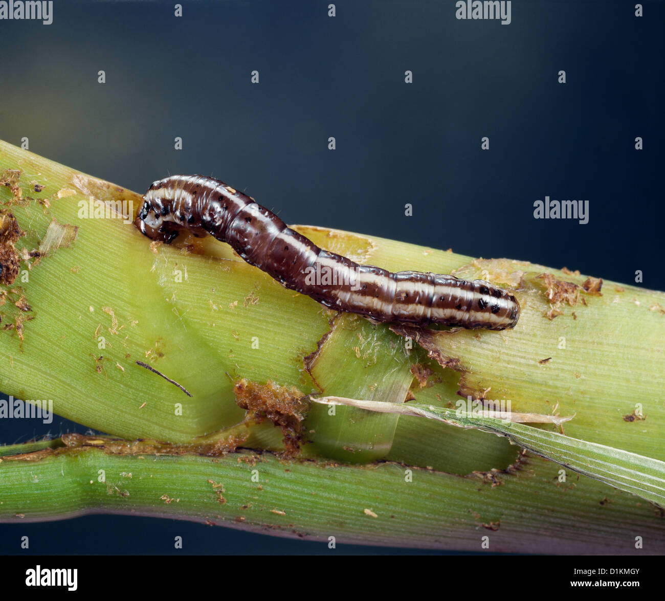 Stalk borer larva hi-res stock photography and images - Alamy