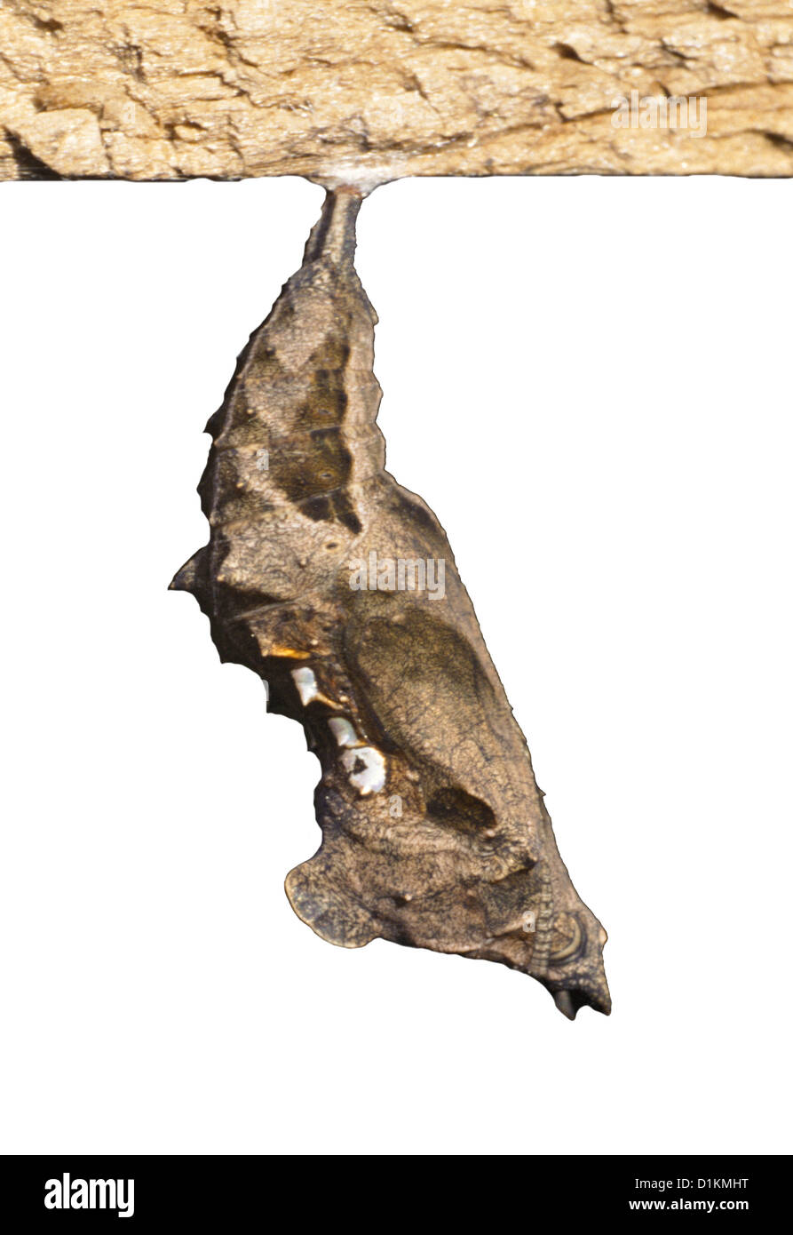 Cut-out of a Comma Butterfly (Polygonia c album) chrysalis in an ...