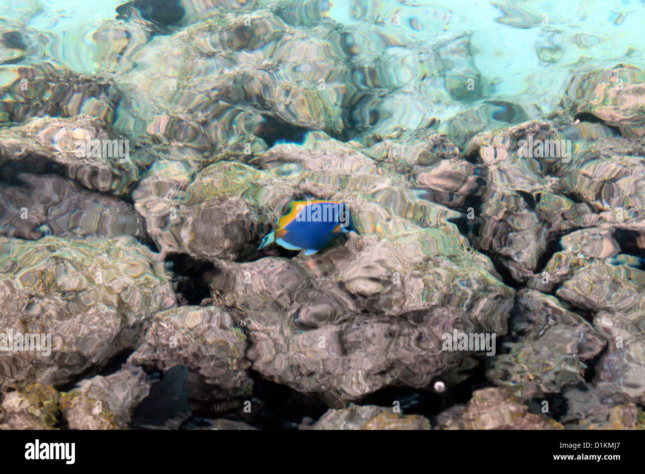 Surgeon fish hi-res stock photography and images - Alamy