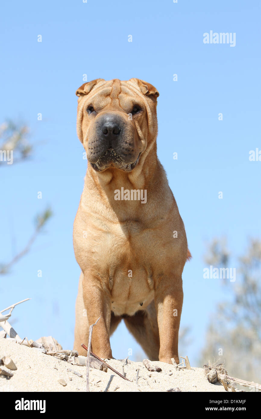Dog Shar pei adult sable fawn standing portrait Stock Photo - Alamy