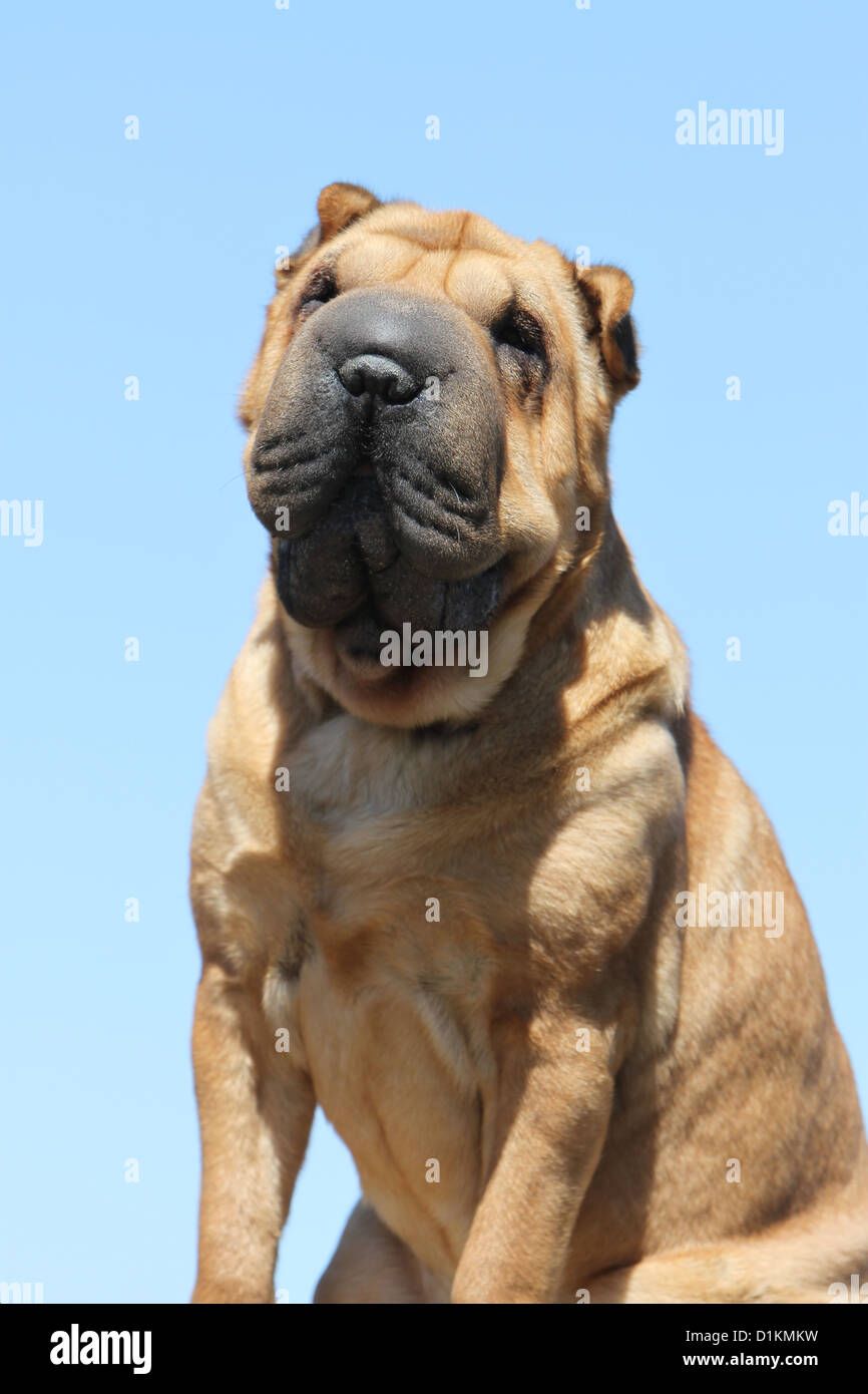 Dog Shar pei adult portrait face fawn sable Stock Photo - Alamy