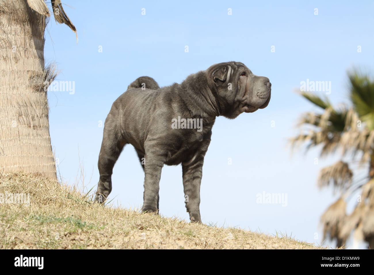 Dog Shar pei young blue standing Stock Photo - Alamy