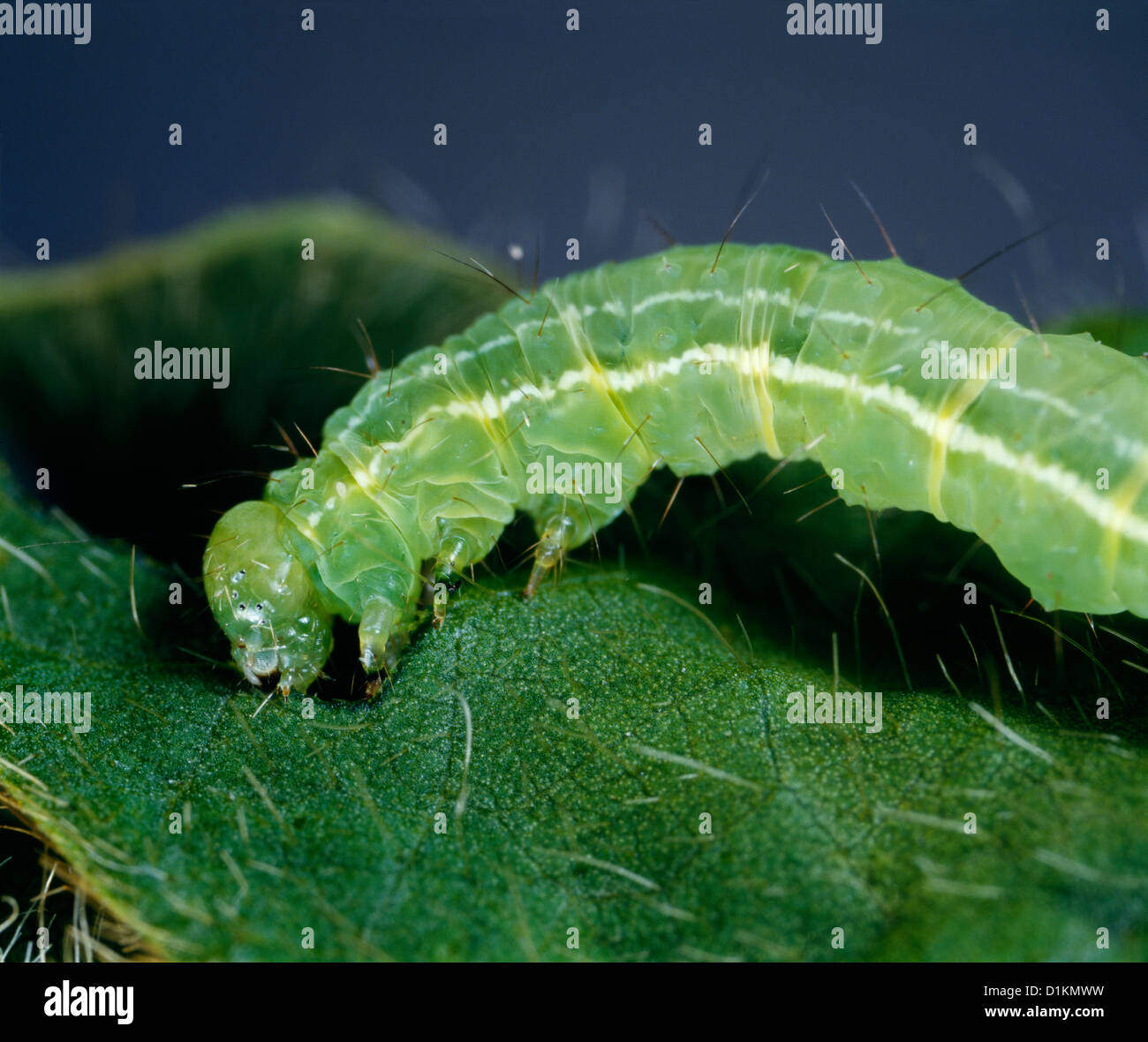 GREEN CLOVERWORM LARVA (PLATHYPENA SCABRA/HYPENA SCABRA) ON SOYBEAN ...