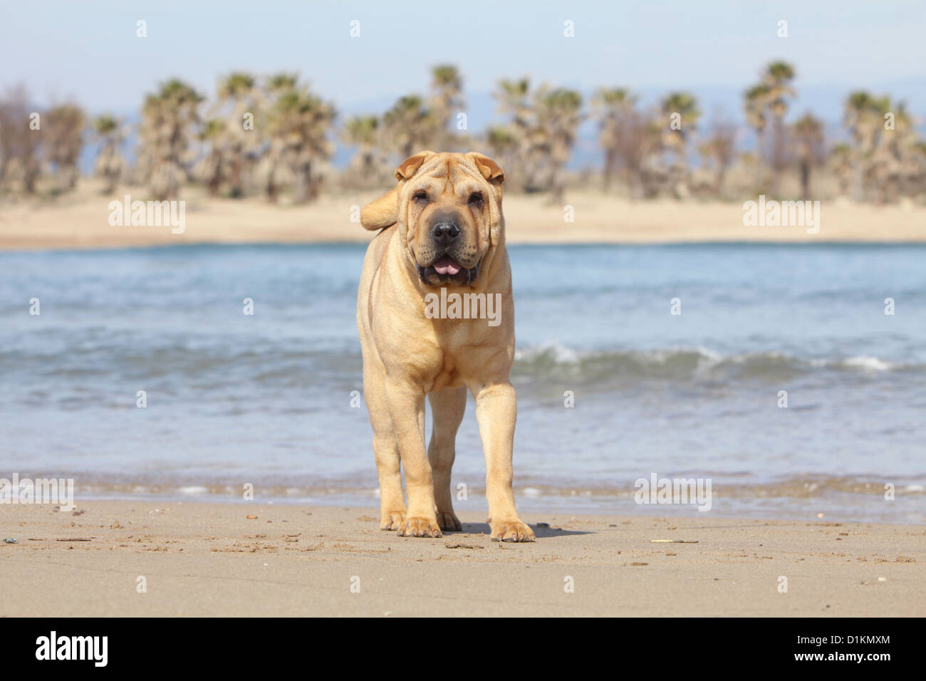 Dog Shar pei adult sable fawn standing on the beach Stock Photo - Alamy