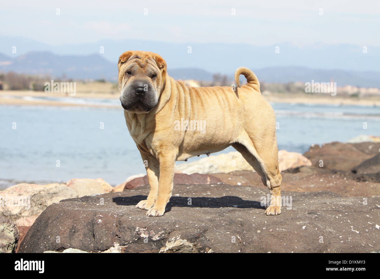 Dog Shar pei standard profile standing Stock Photo - Alamy