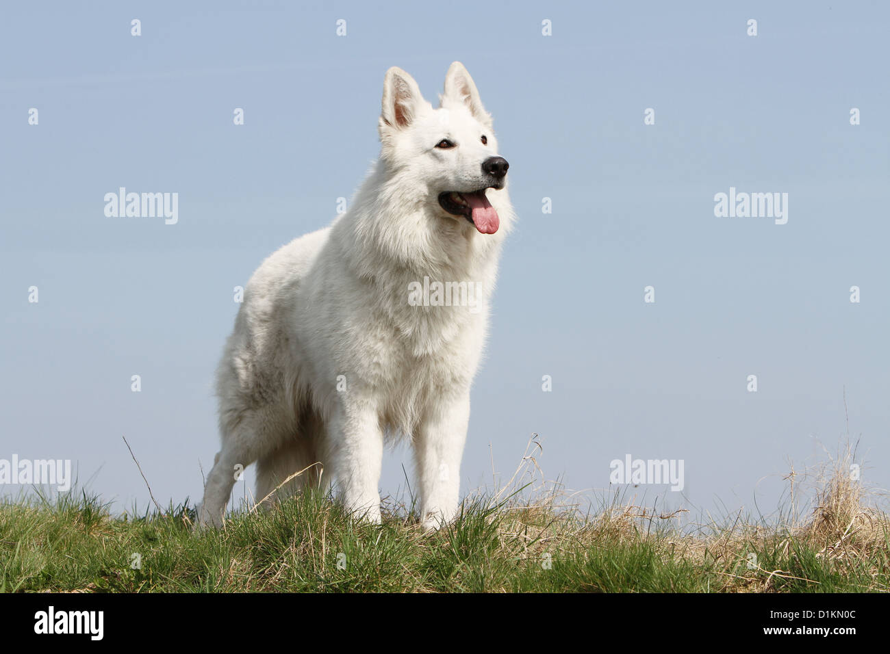 White Swiss Shepherd / Dog Berger blanc Suisse standing Stock Photo - Alamy