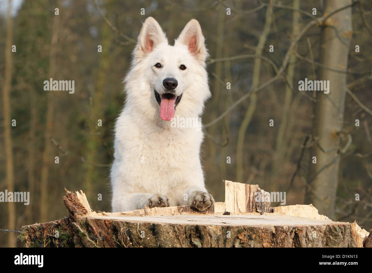 White Swiss Shepherd / Dog Berger blanc Suisse standing on a wood Stock ...