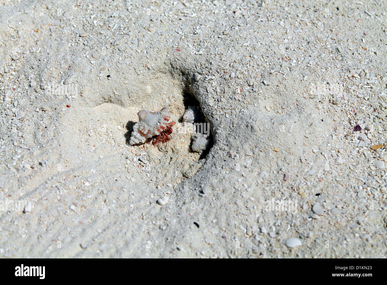 Paguro's family (La famiglia Paguro Stock Photo - Alamy