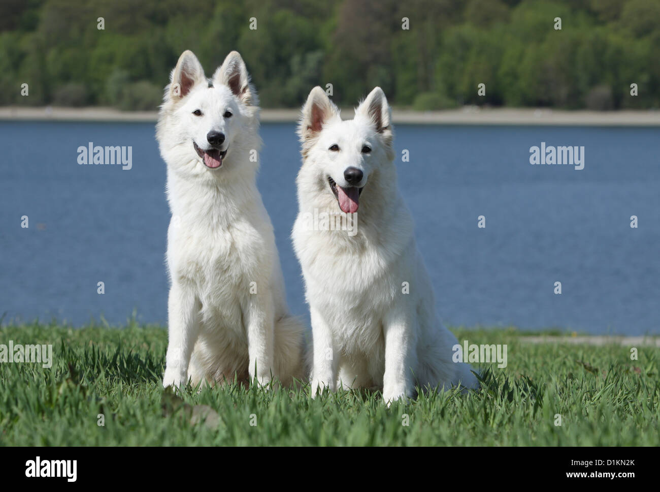 White Swiss Shepherd / Dog Berger blanc suisse two adults sitting Stock ...