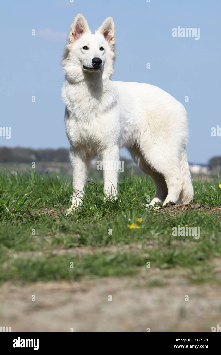 White Swiss Shepherd / Dog Berger blanc Suisse standing Stock Photo - Alamy