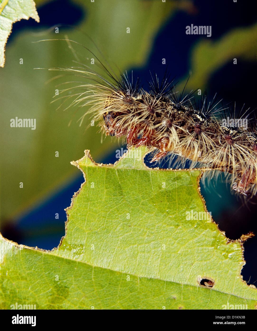 GYPSY MOTH (PORTHETRIA DISPAR; LYMANTRIA DISPAR) LARVAE FEEDING ON OAK ...