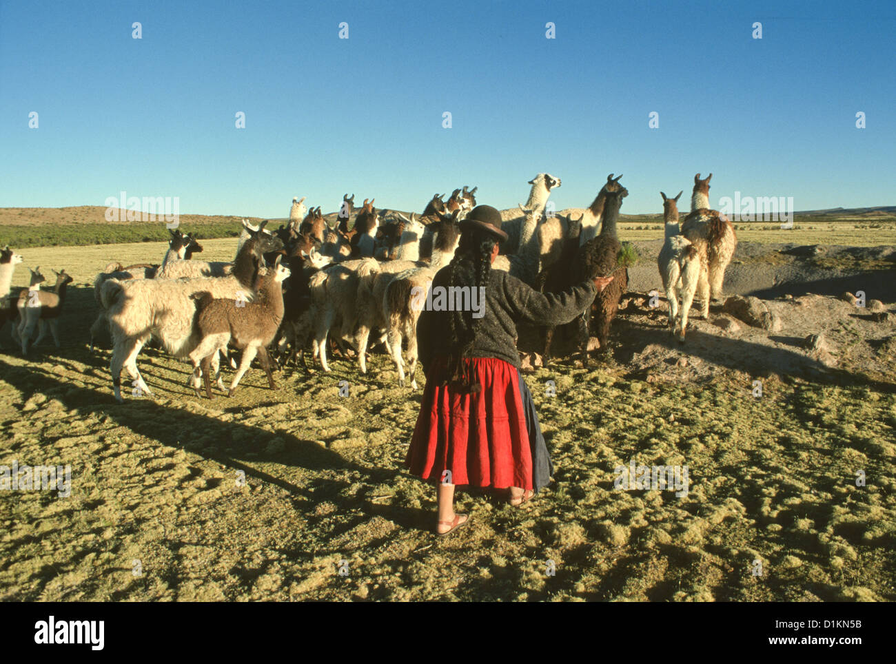 Native Aymara woman shepherd with llamas and alpacas in the Altiplano ...