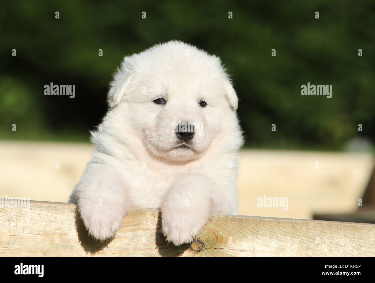 White Swiss Shepherd Dog Berger blanc suisse puppy portrait Stock Photo ...