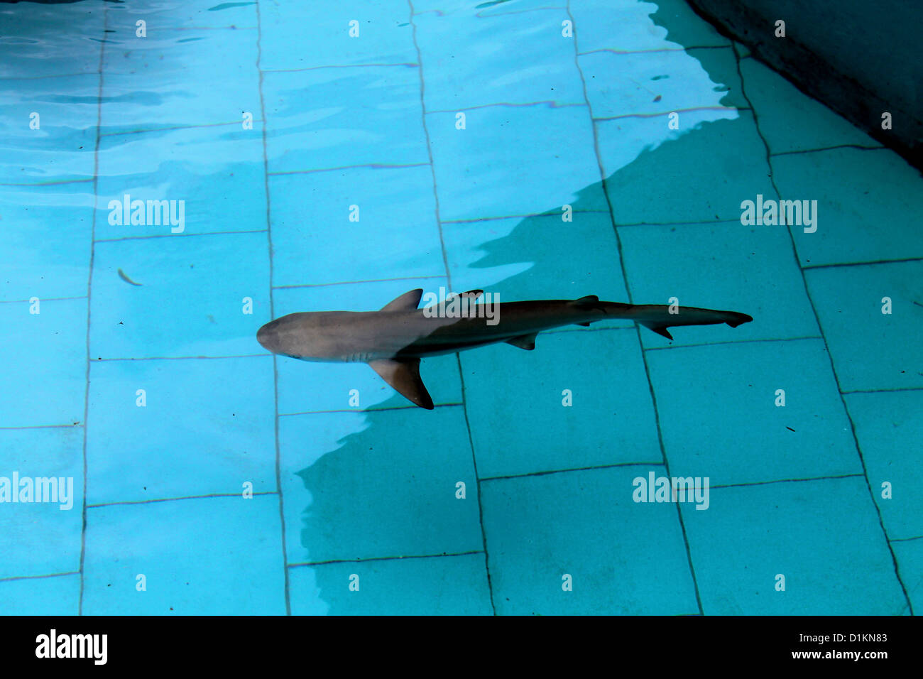 Pool shark hi-res stock photography and images - Alamy