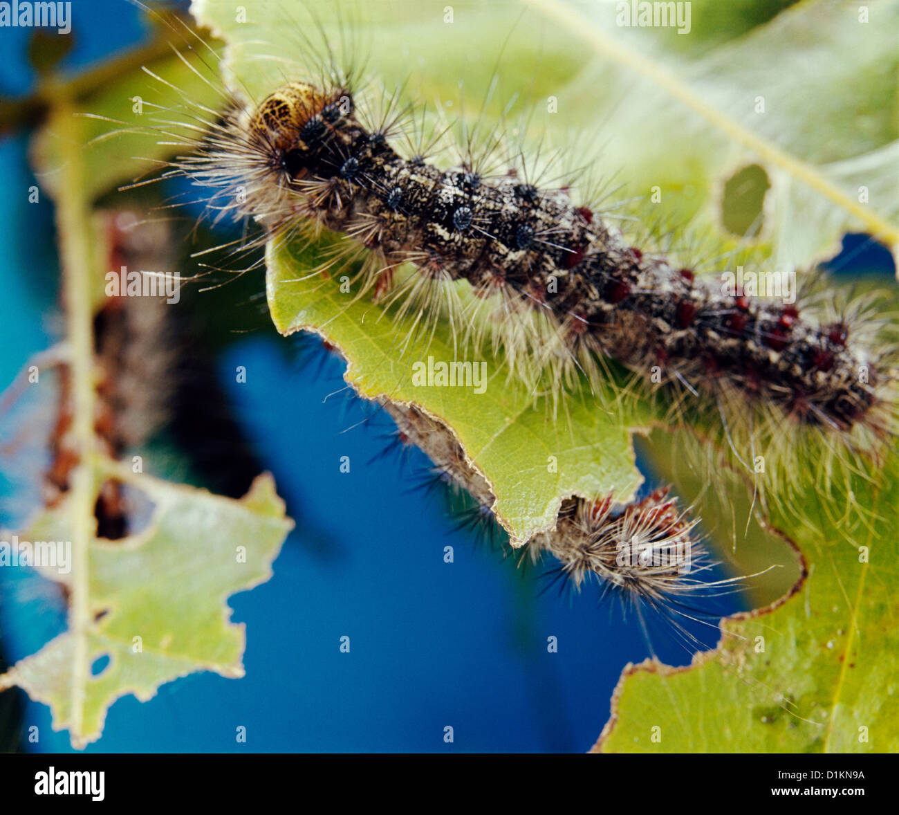 GYPSY MOTH (PORTHETRIA DISPAR; LYMANTRIA DISPAR) LARVAE FEEDING ON OAK ...