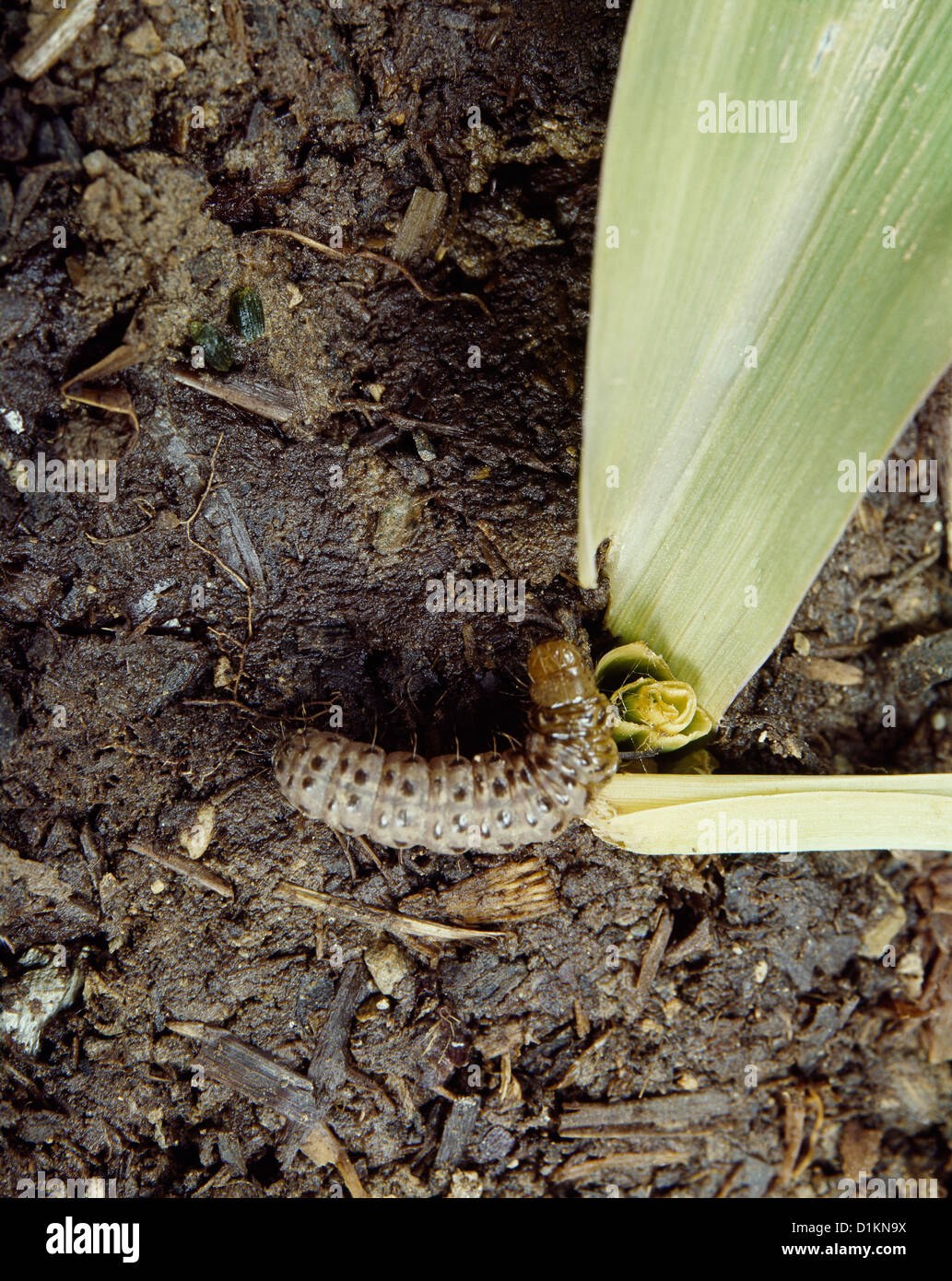 Cutworm Garden High Resolution Stock Photography and Images - Alamy