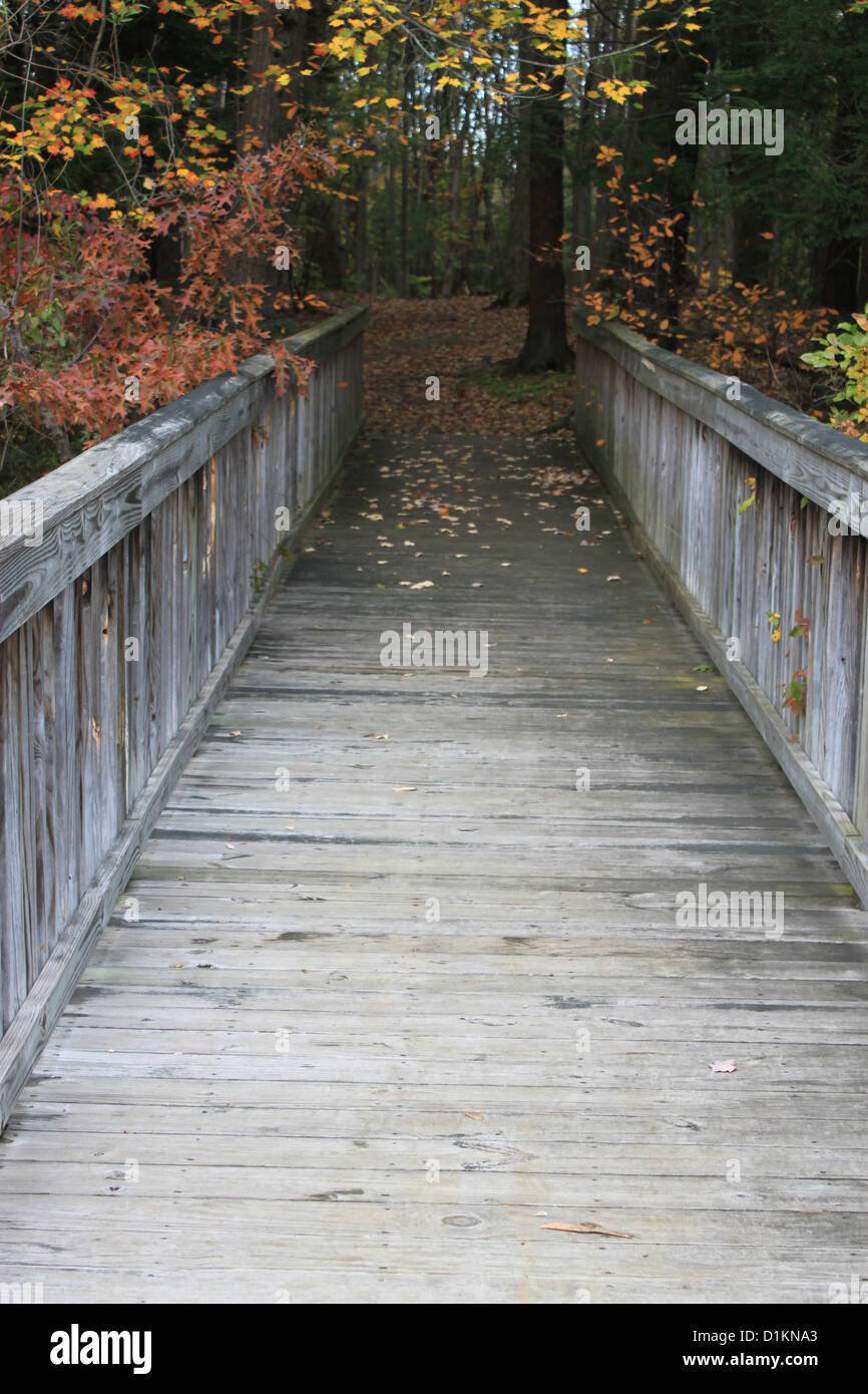 Wooden bridge into a forest Stock Photo - Alamy