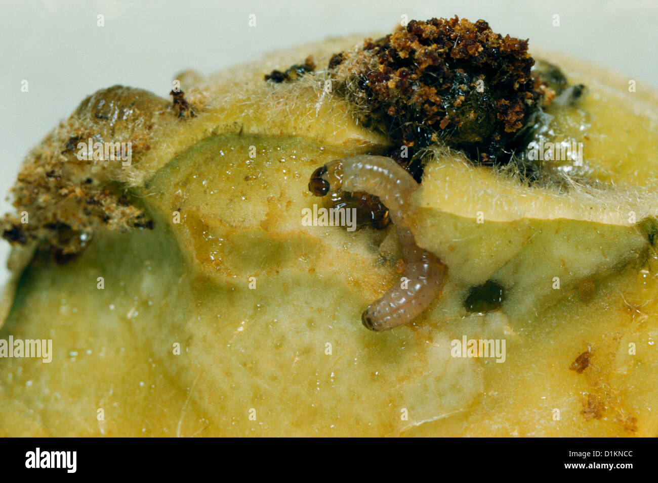 ORIENTAL FRUIT MOTH LARVA (GRAPHOLITA MOLESTA) DAMAGE TO PEACH ...