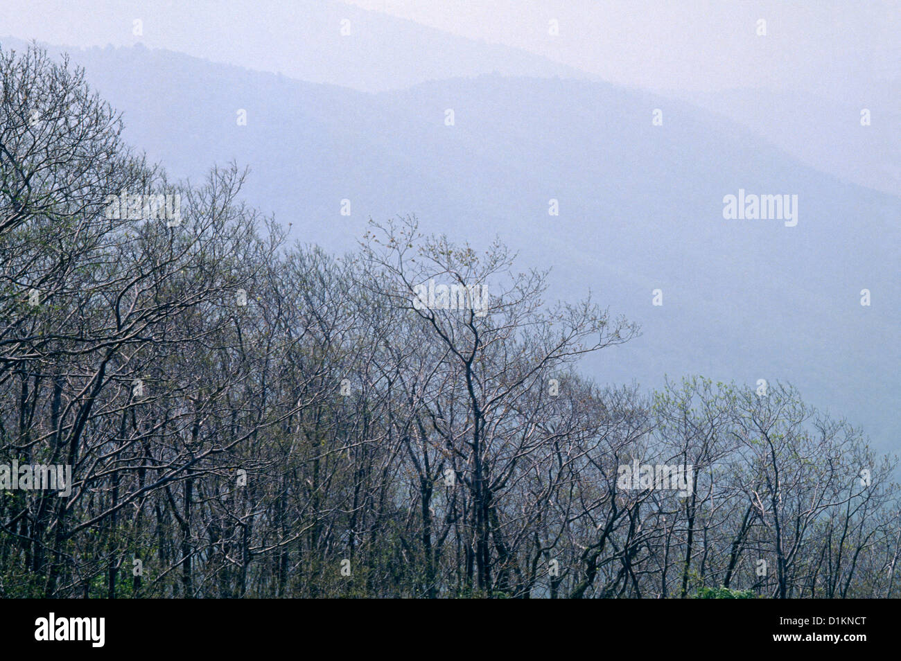 GYPSY MOTH DAMAGE (PORTHETRIA DISPAR; LYMANTRIA DISPAR) DEFOLIATION OF ...