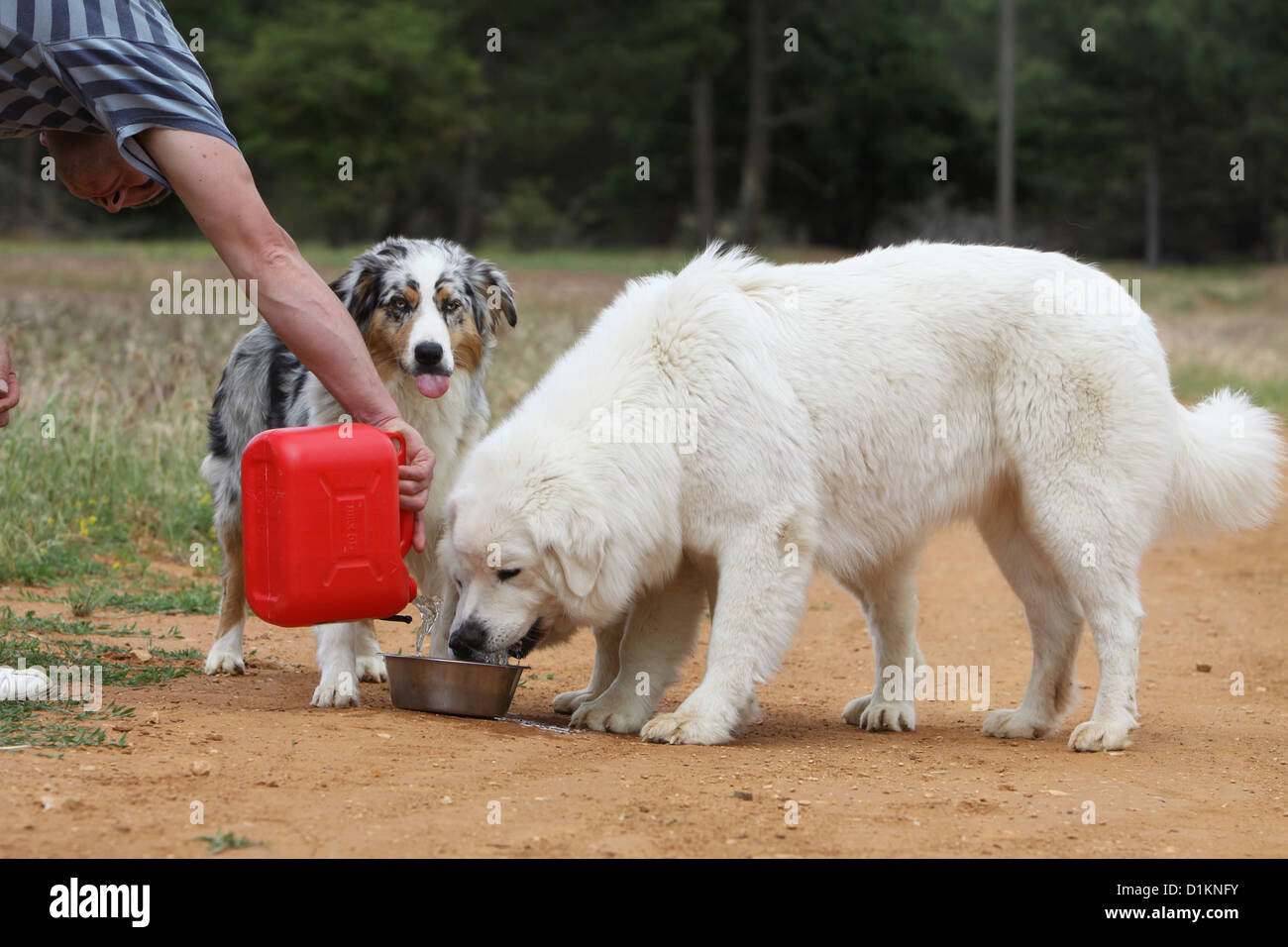 Adult dogs hi-res stock photography and images - Alamy