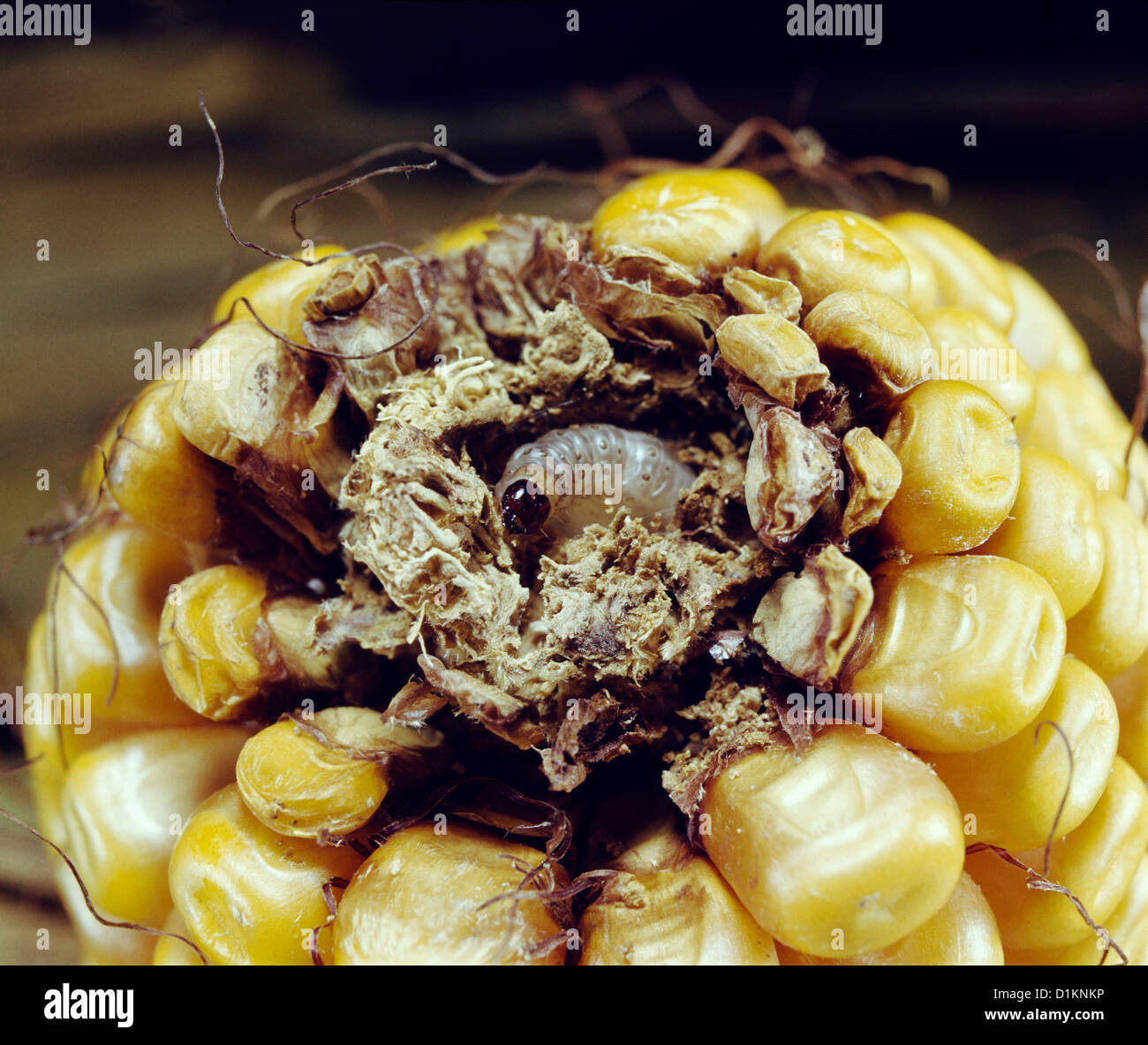 EUROPEAN CORN BORER (OSTRINIA NUBILALIS; PYRAUSTA NUBILALIS) LARVA ...