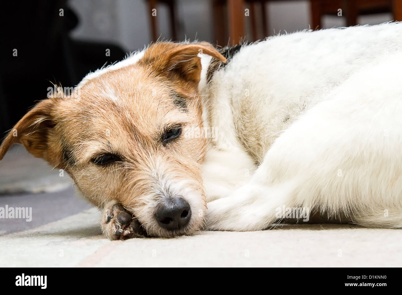 Old Jack Russell High Resolution Stock Photography and Images - Alamy