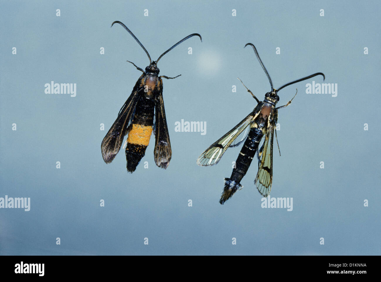 PEACH TREE BORER (SANNINOIDEA EXITIOSA) FEMALE (LEFT), MALE (RIGHT ...