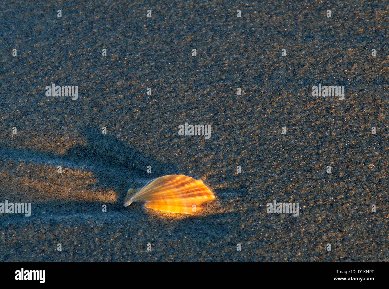 Clam beach sunset hi-res stock photography and images - Alamy