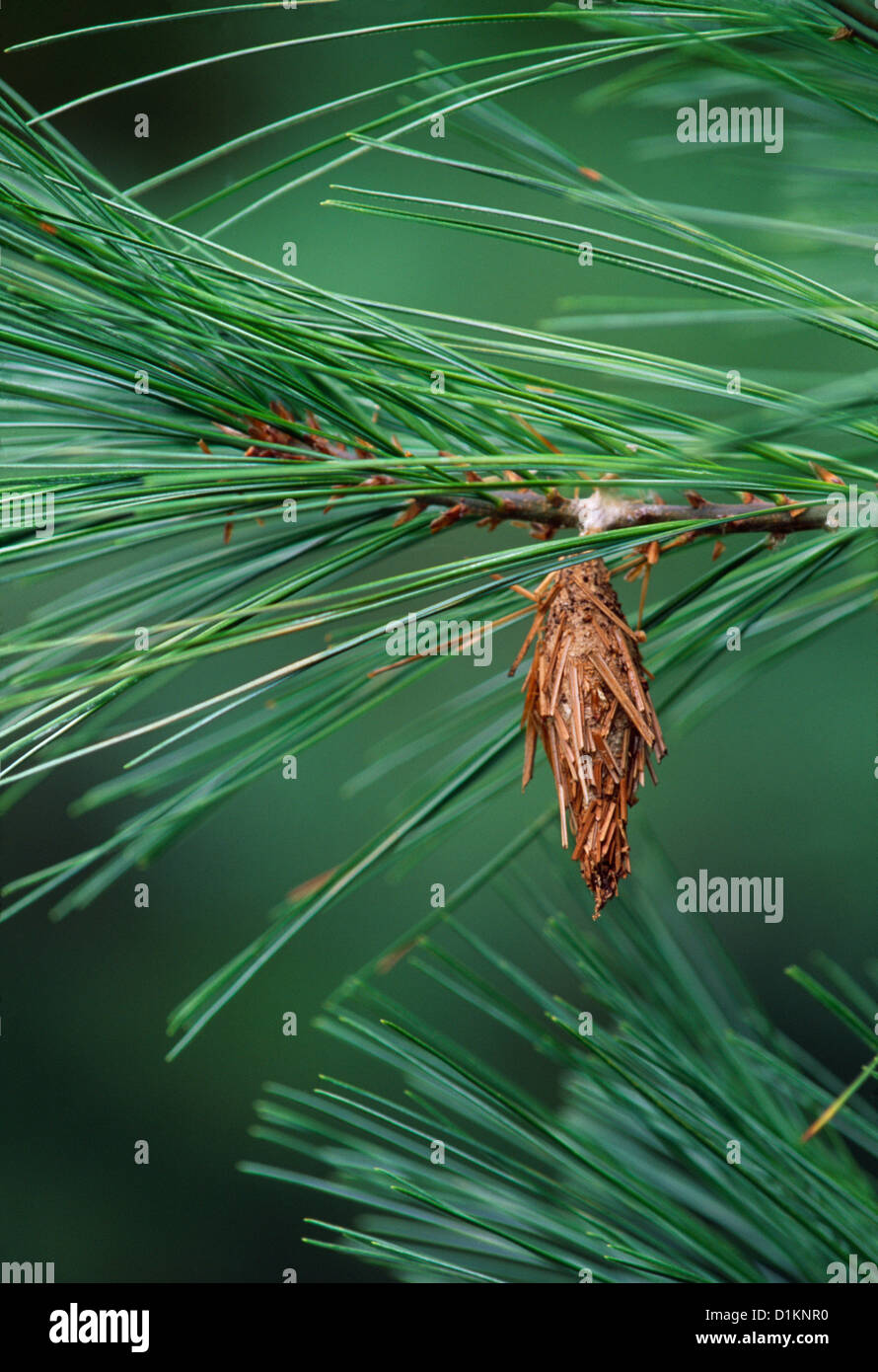 Evergreen bagworm moth hi-res stock photography and images - Alamy