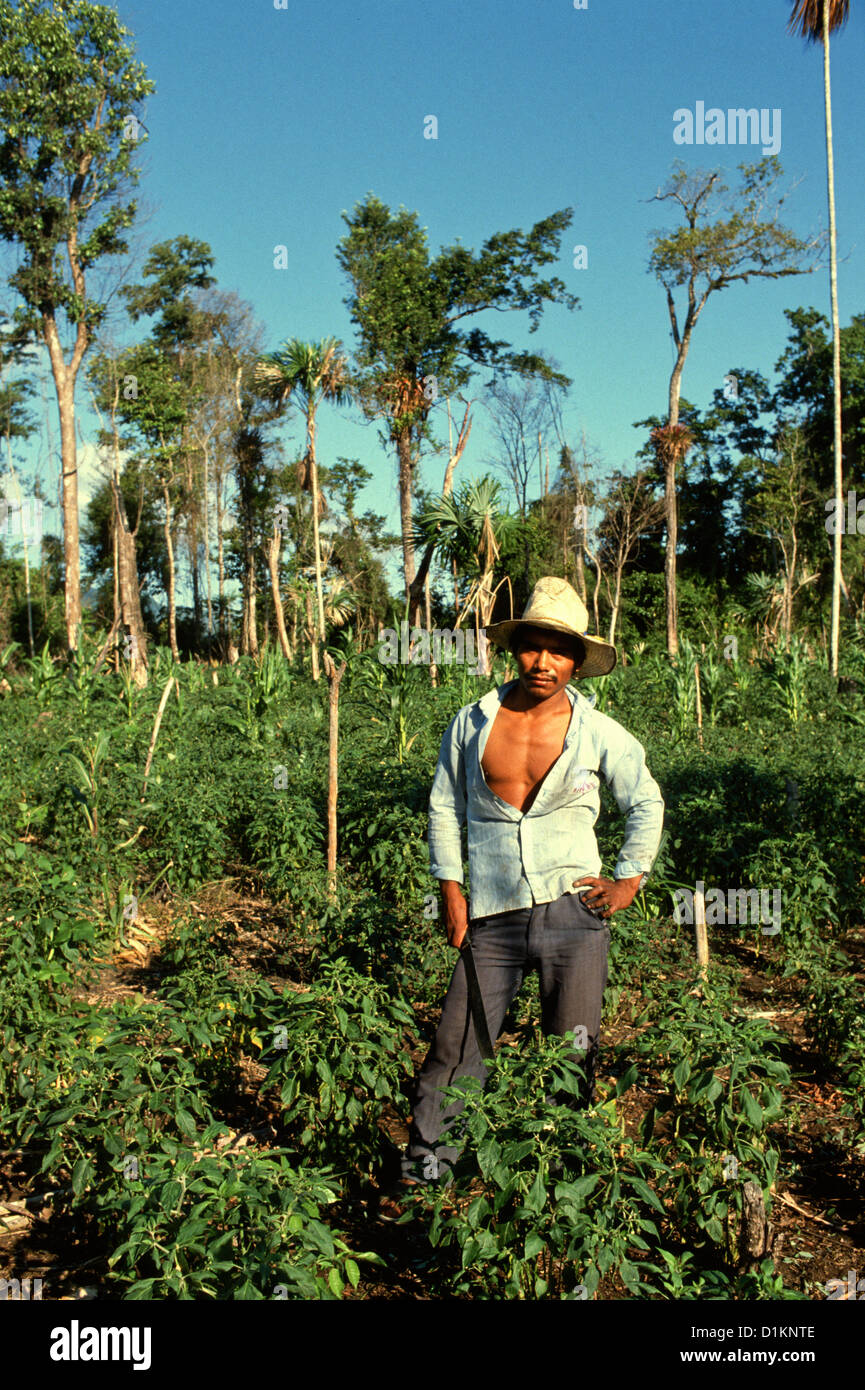Peasant farming land that suffered from deforestation in the rainforest ...