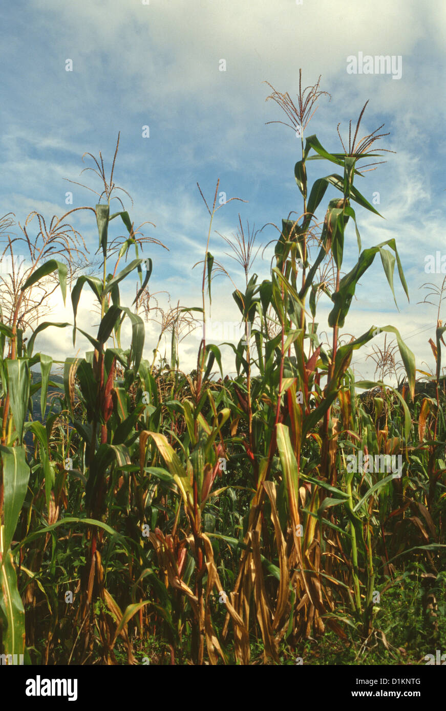 Maize plant growing in a field in Oaxaca, Mexico Stock Photo - Alamy