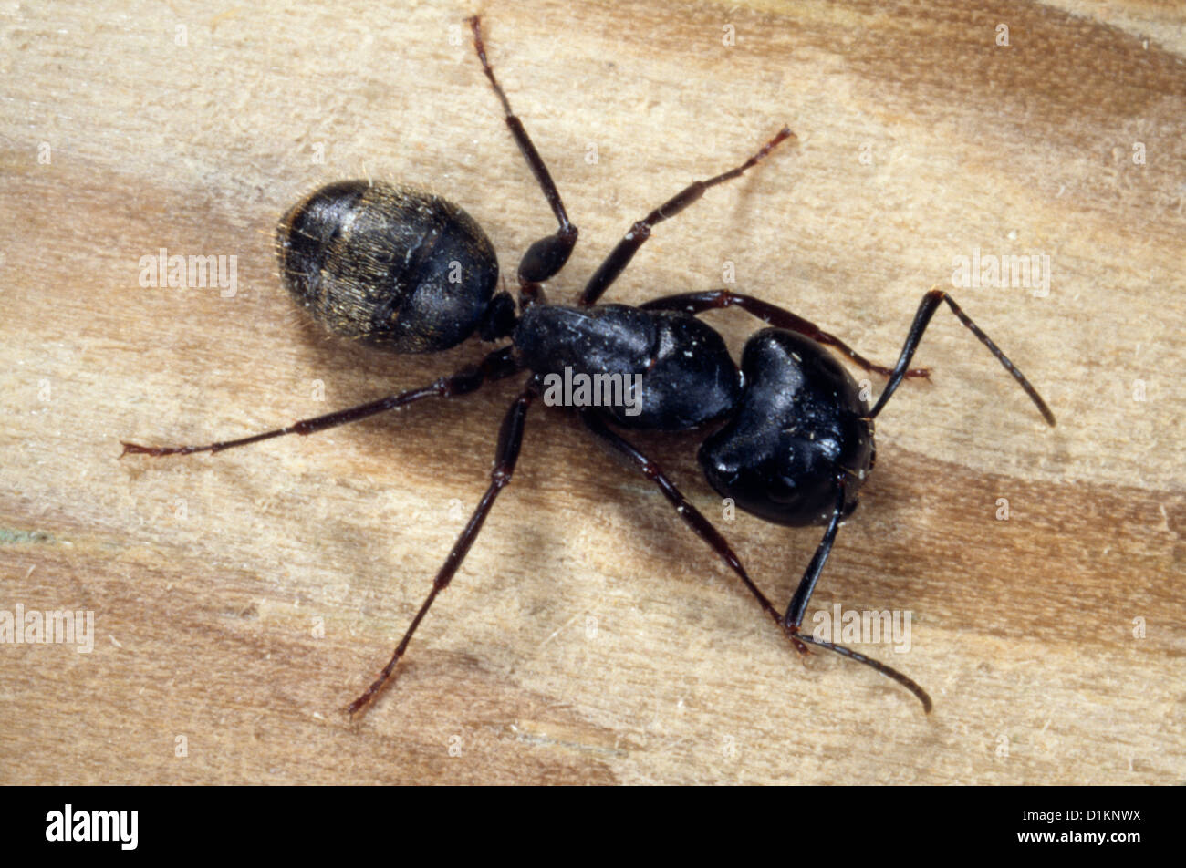 BLACK CARPENTER ANT (CAMPONOTUS PENNSYLVANICUS) 3X STUDIO Stock Photo ...
