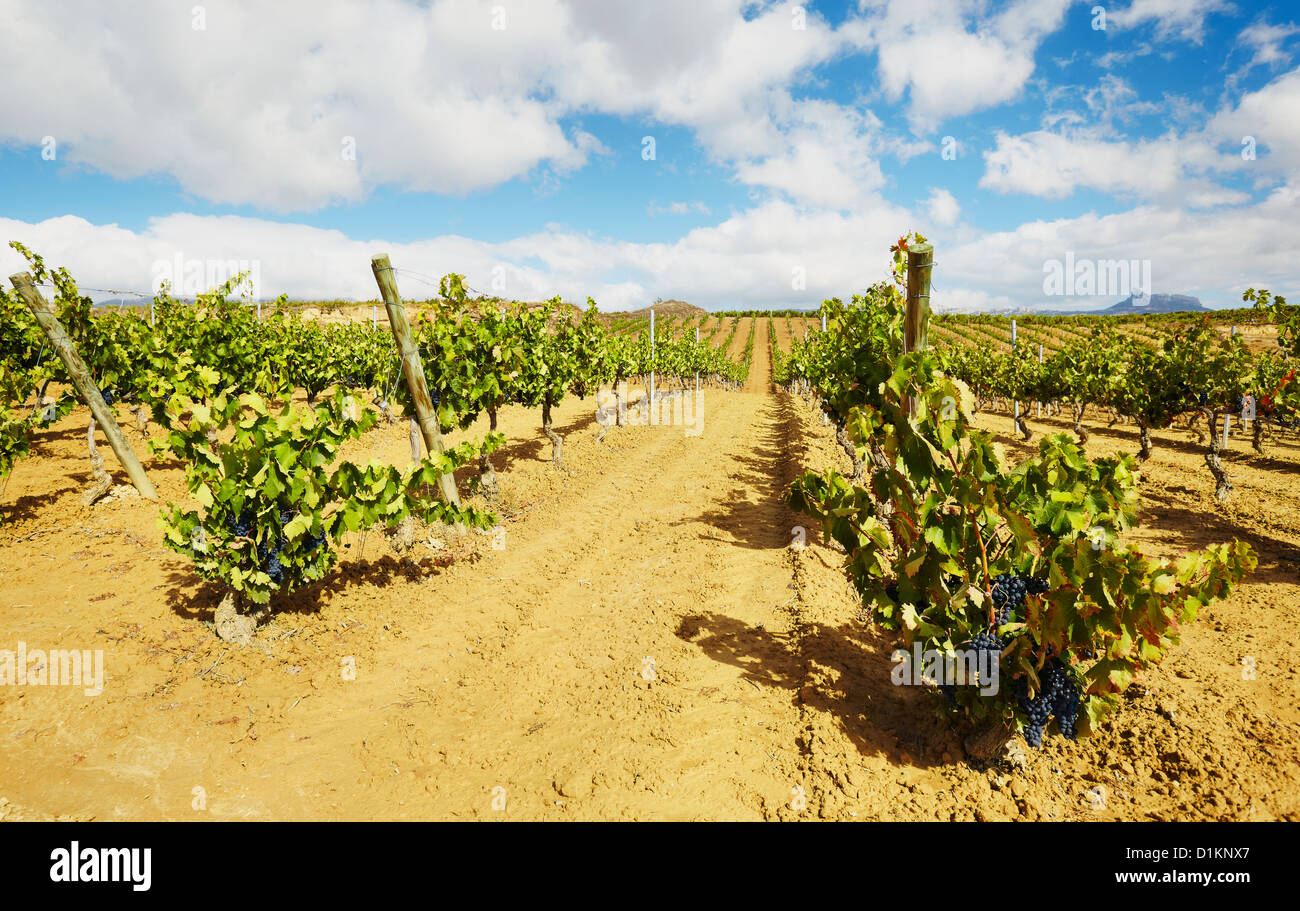 Rows of vines in a vineyard. Lanciego. Rioja alavesa wine route. Alava ...