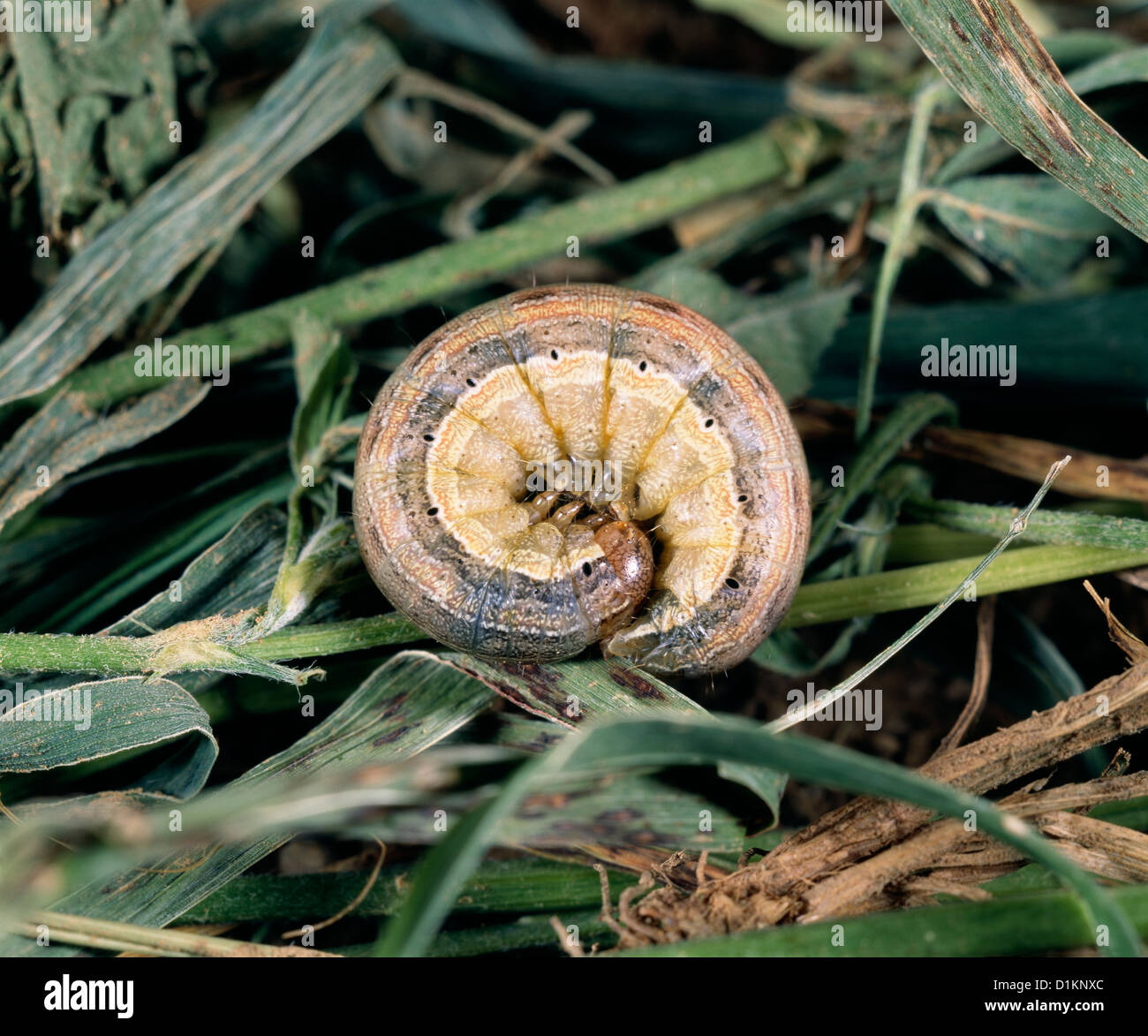 True armyworm hi-res stock photography and images - Alamy