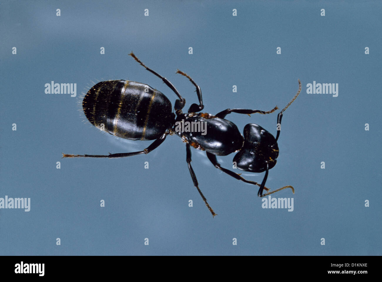 BLACK CARPENTER ANT (WINGED) (CAMPONOTUS PENNSYLVANICUS Stock Photo - Alamy