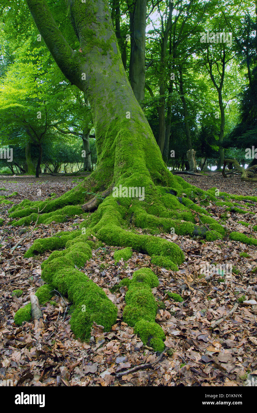 Moss covered roots on a tree in the New Forest, Hampshire Stock Photo ...