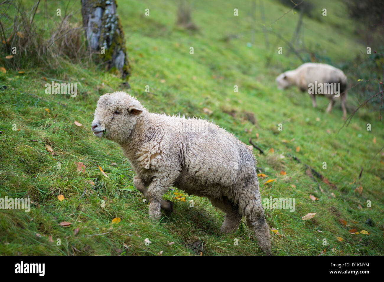 Cute sheep hi-res stock photography and images - Alamy