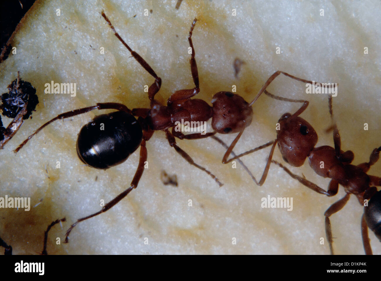ANTS (FORMICA SANGUINEA) ADULT ON APPLE; PEST / STUDIO Stock Photo - Alamy