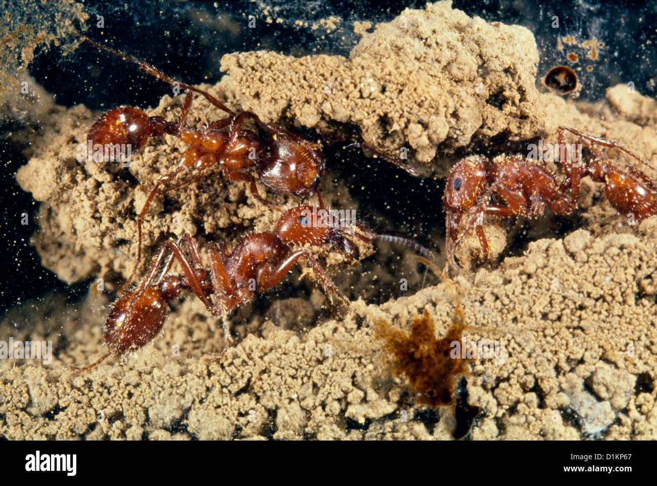 HARVESTER ANT (POGONOMYRMEX SP.) WORKERS AND TUNNELS IN CROSS-SECTION ...