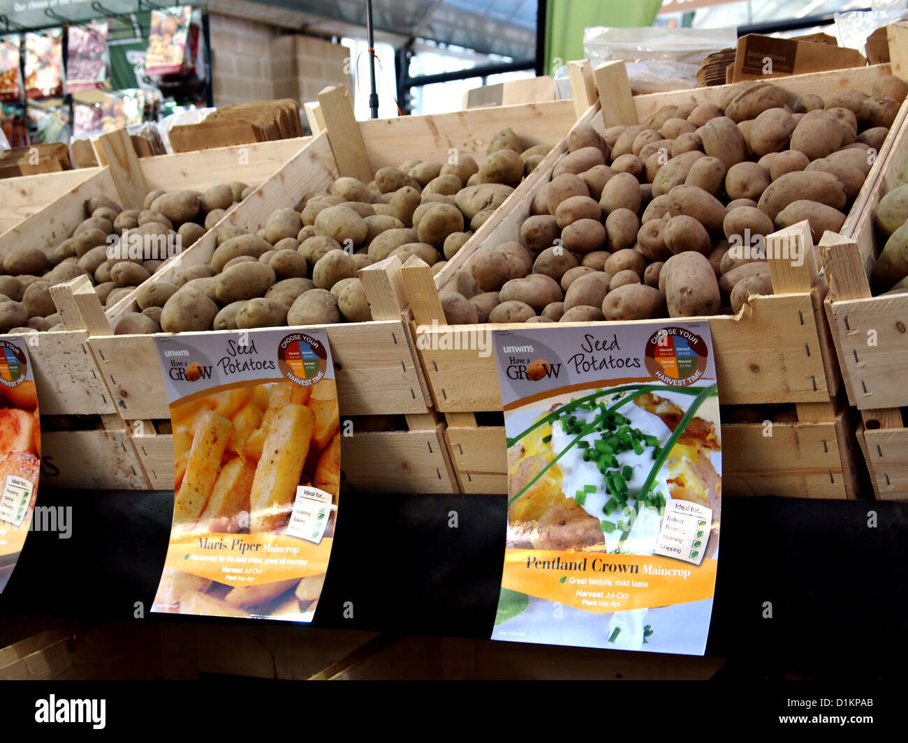 Seed potatoes on sale in a large garden centre, ready for the new ...