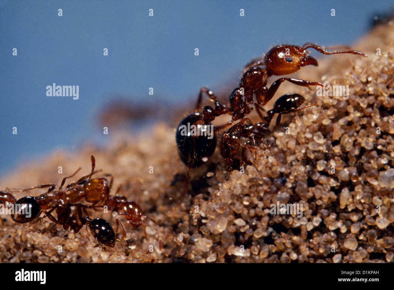 Tramp ants hi-res stock photography and images - Alamy