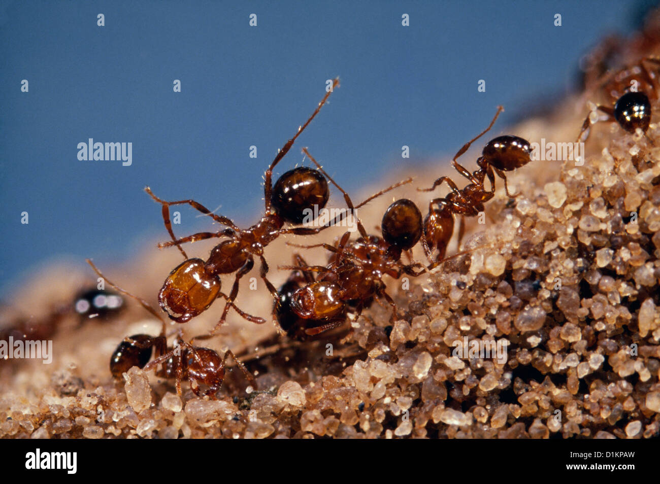 Fire ant (solenopsis invicta) hi-res stock photography and images - Alamy
