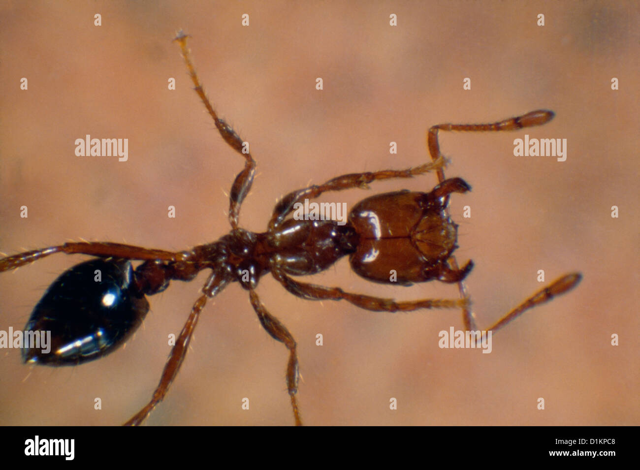 FIRE ANTS (SOLENOPSIS INVICTA) ADULT CLOSE UP / STING AND BITE CAUSING ...