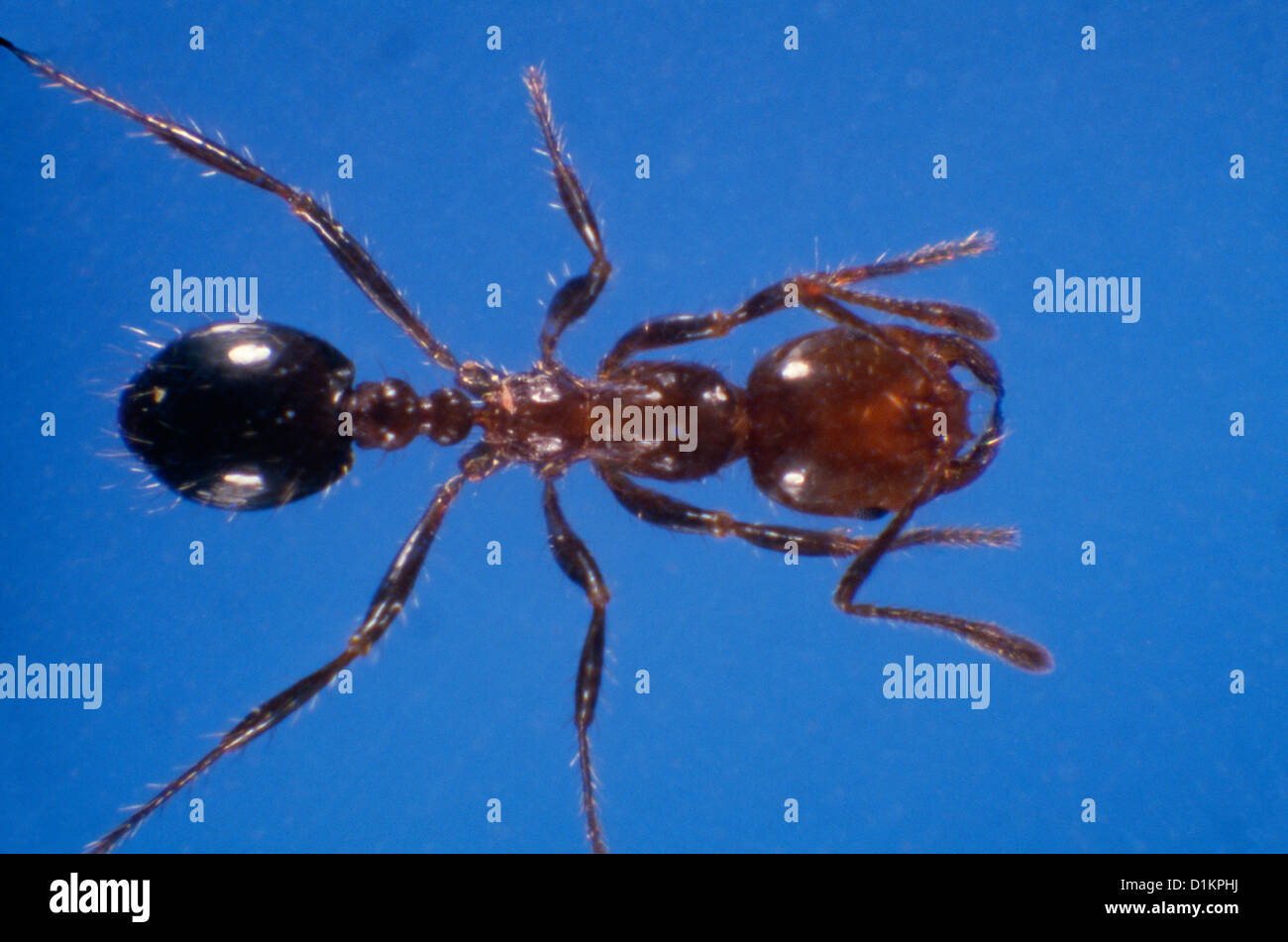 FIRE ANTS (SOLENOPSIS INVICTA) ADULT CLOSE UP / STING AND BITE CAUSING ...